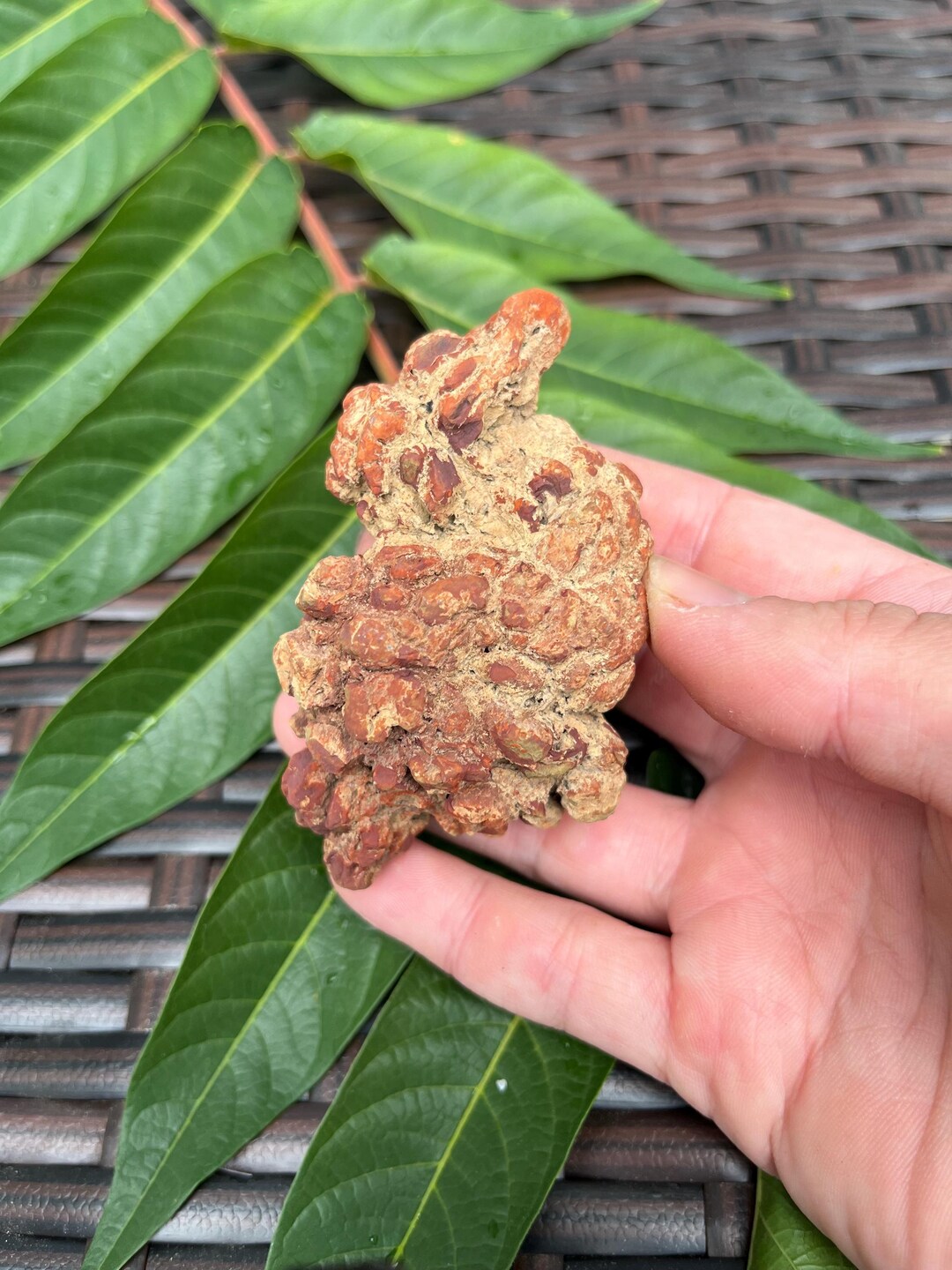 Fossilized Coprolite From Madagascar 144g | Real Dinosaur Poop ...