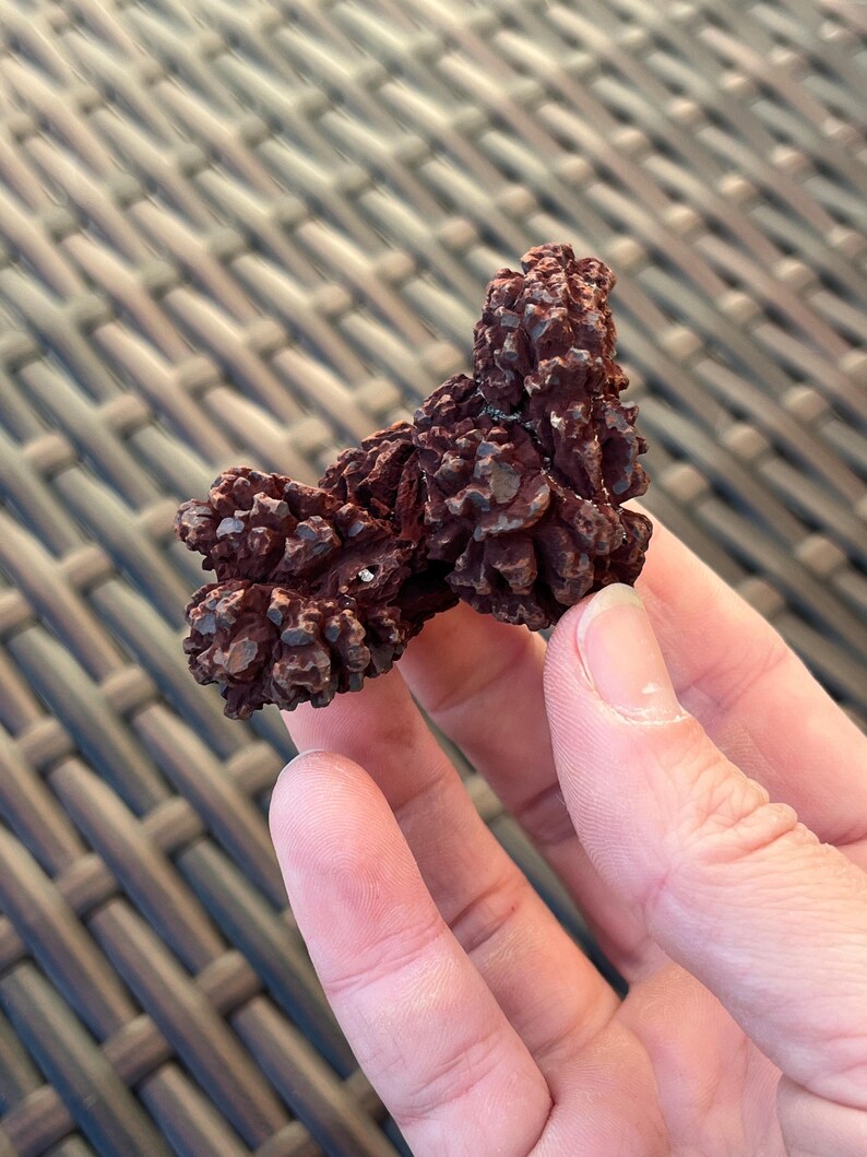 Fossilized Coprolite From Madagascar | Real Dinosaur Poop, Petrified ...