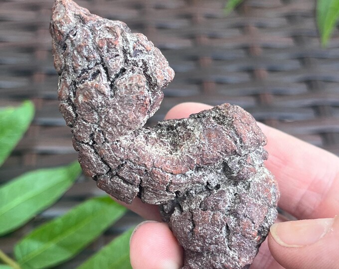 Fossilized Coprolite From Madagascar 92g | Real Dinosaur Poop ...