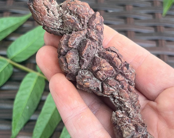 Fossilized Coprolite From Madagascar 87g | Real Dinosaur Poop ...