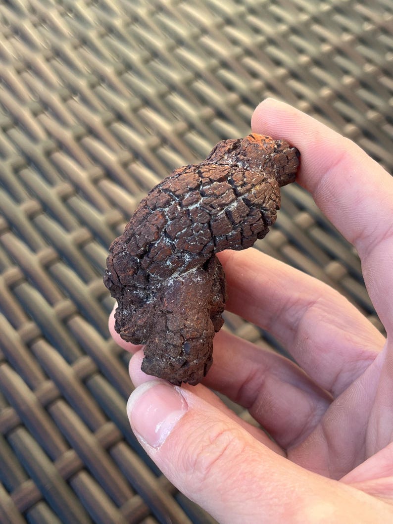 Fossilized Coprolite From Madagascar | Real Dinosaur Poop, Petrified ...