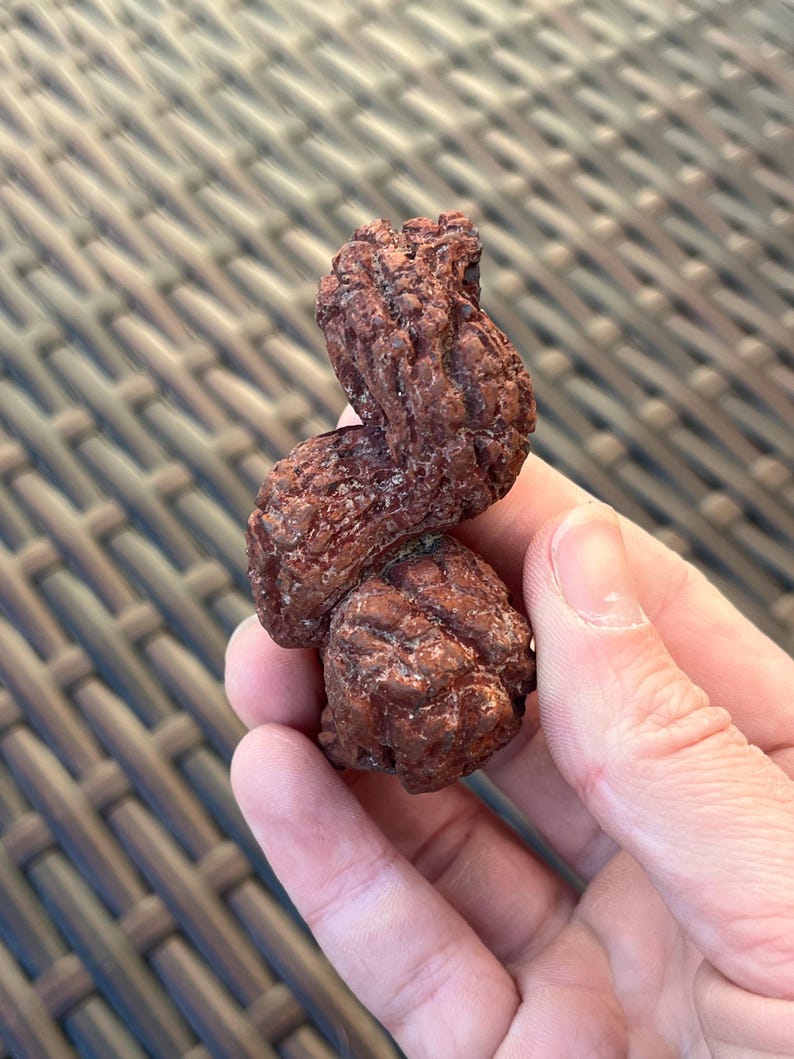 Fossilized Coprolite From Madagascar | Real Dinosaur Poop, Petrified ...