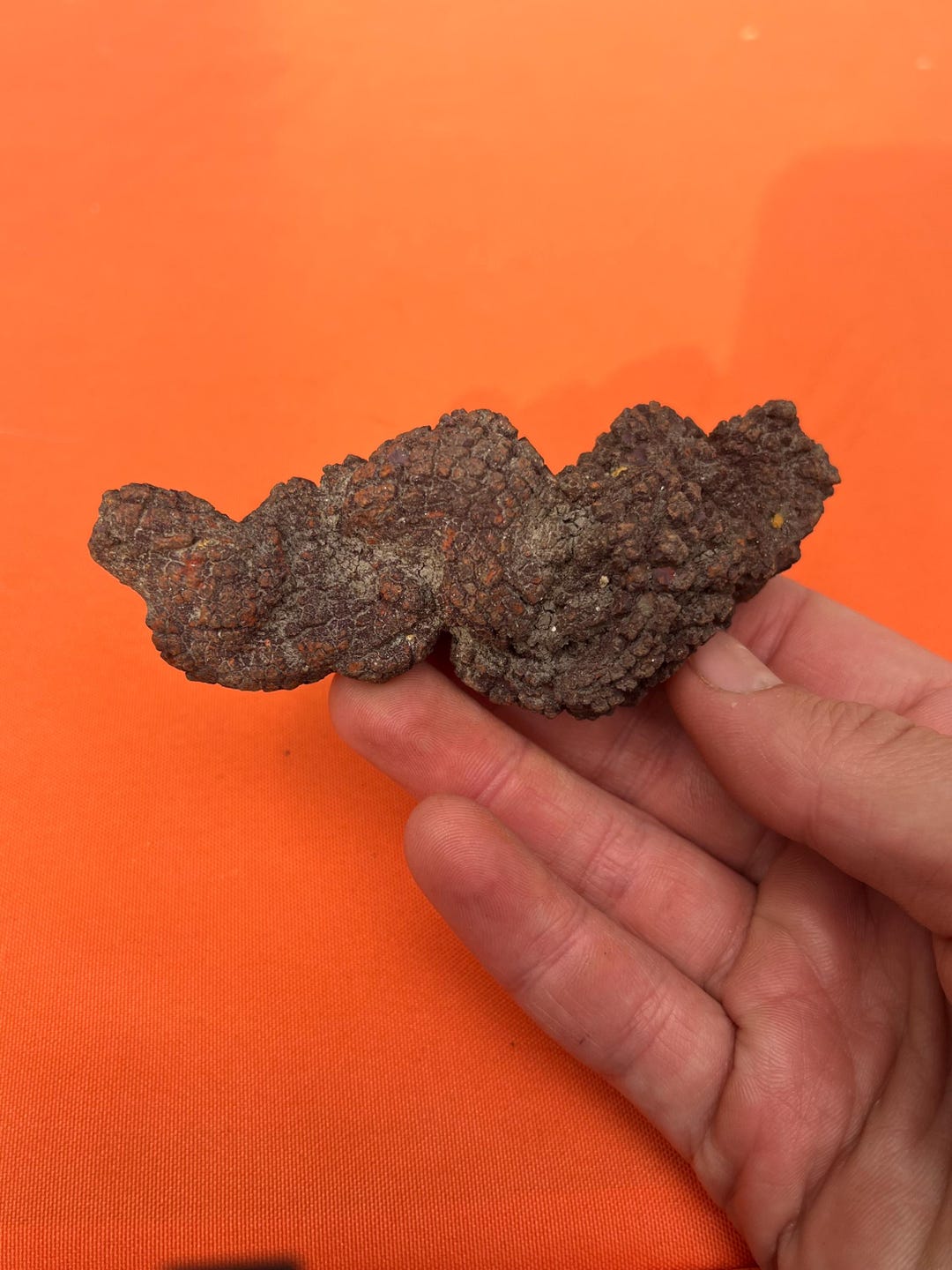 Fossilized Coprolite From Madagascar 135g | Real Dinosaur Poop ...