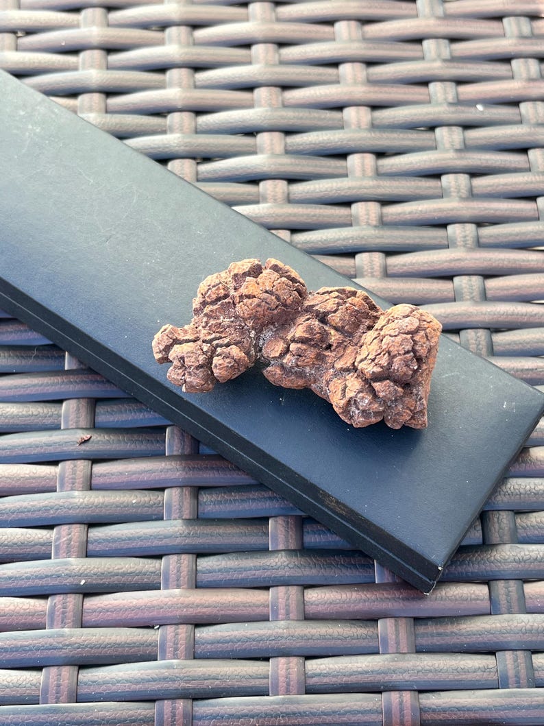 Fossilized Coprolite From Madagascar | Real Dinosaur Poop, Petrified ...