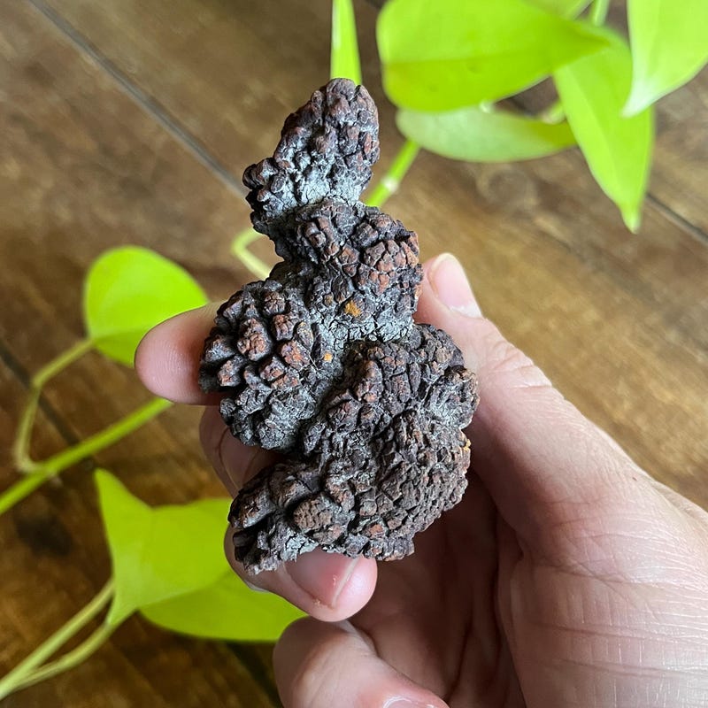 Real Poop - Etsy