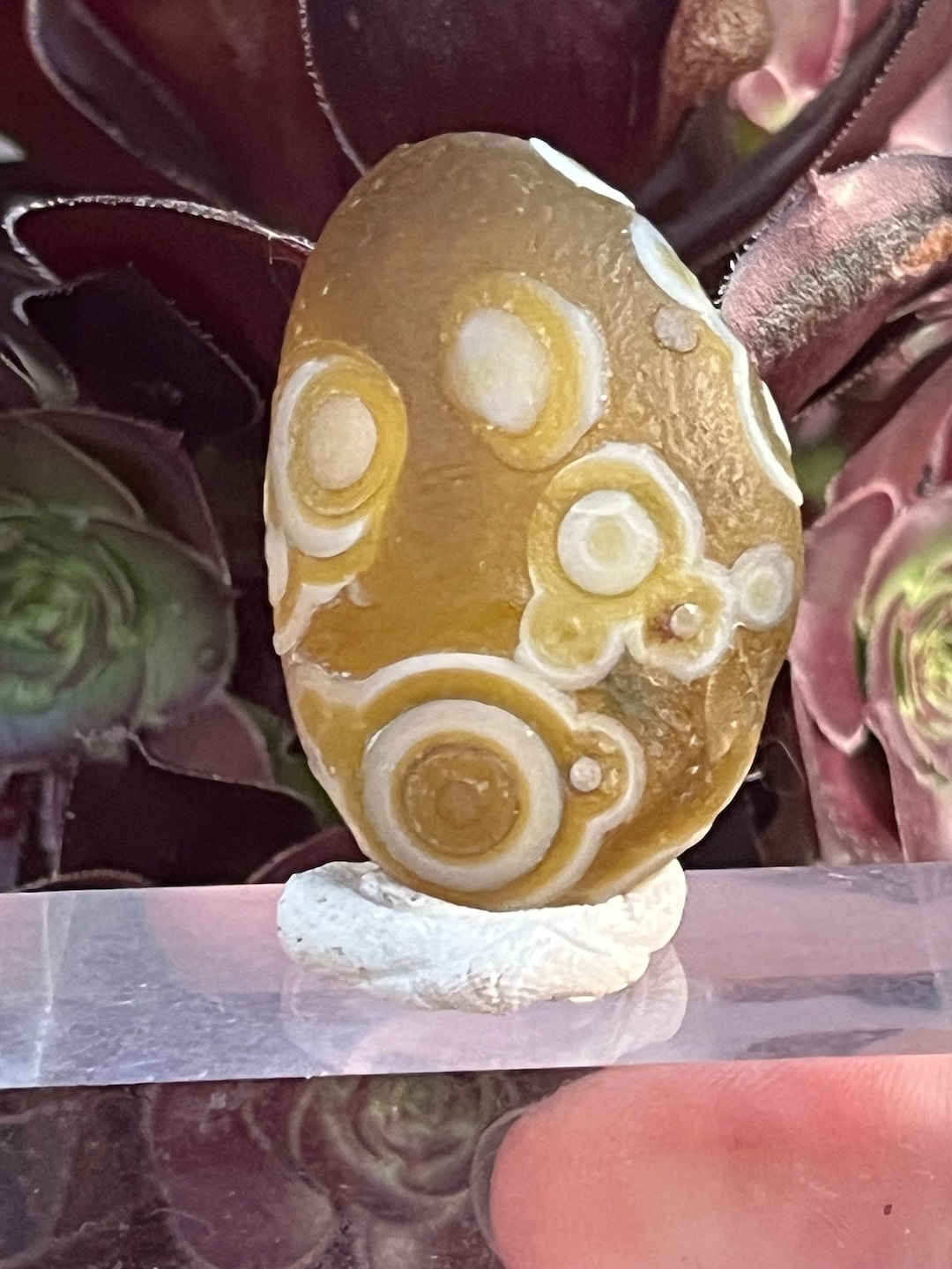 Golden Yellow and White Gobi Eye Agate Gobi Desert Mongolia Agate Rare ...