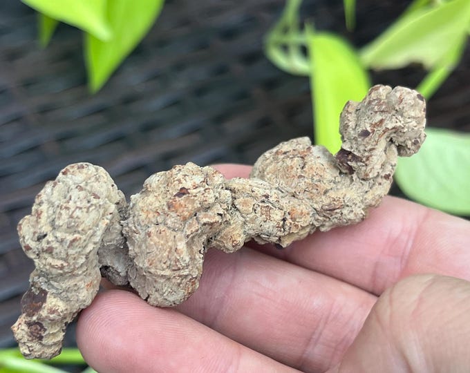 Squiggly Fossilized Coprolite From Madagascar 44g | Real Dinosaur Poop ...