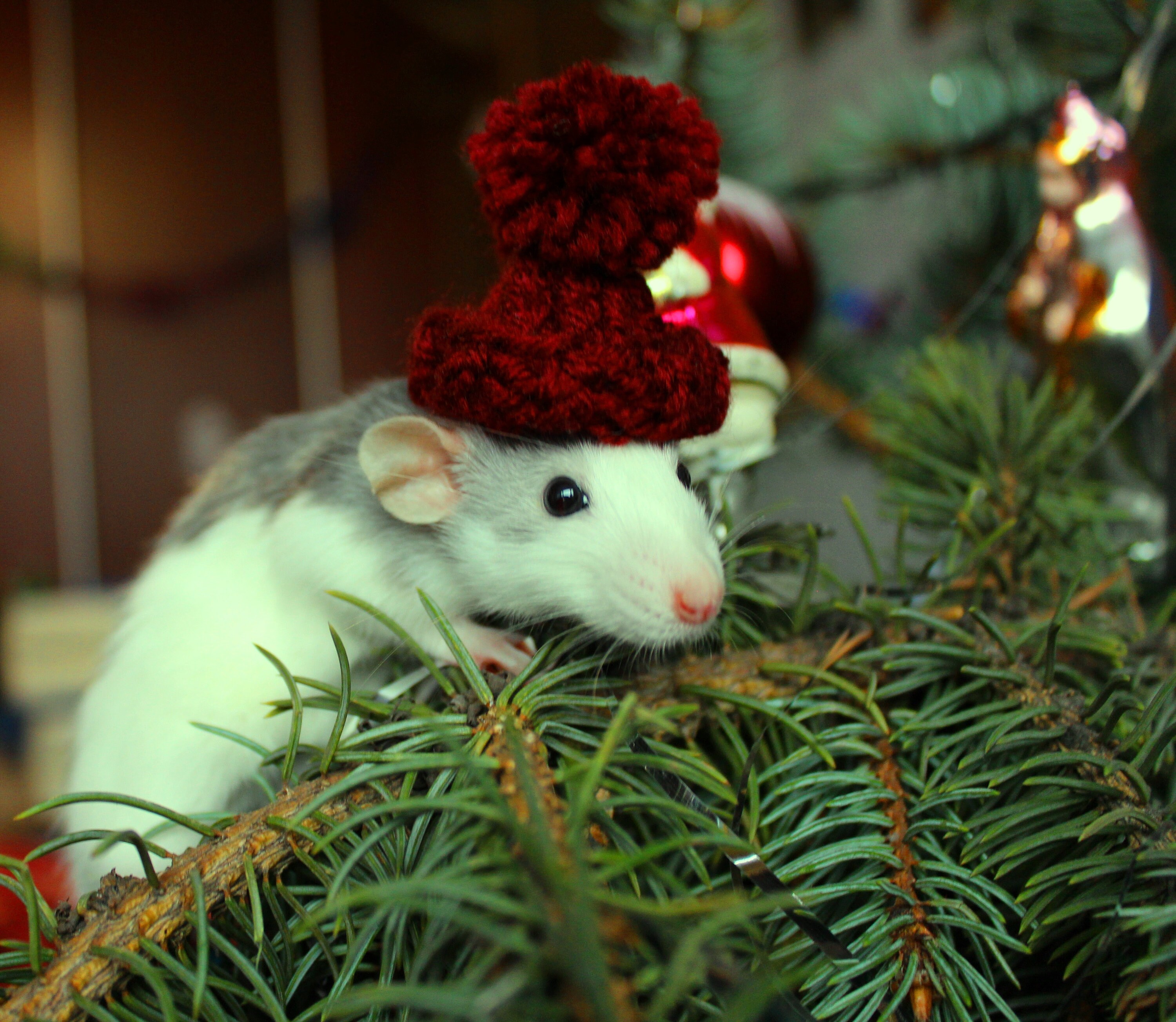 Hat for pet/ Hamster party hat/ Ball Python hat/Hat for | Etsy