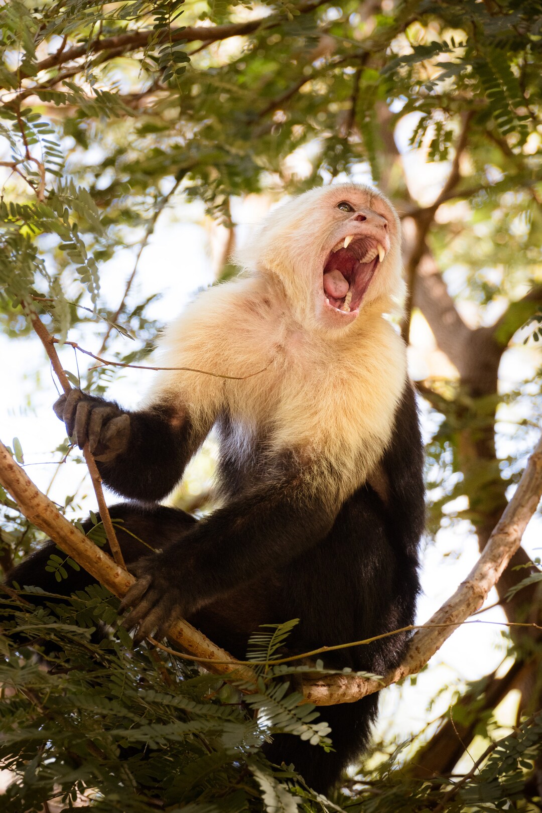 Monkey Photo Print, Wildlife Photography Prints, Available on Canvas ...