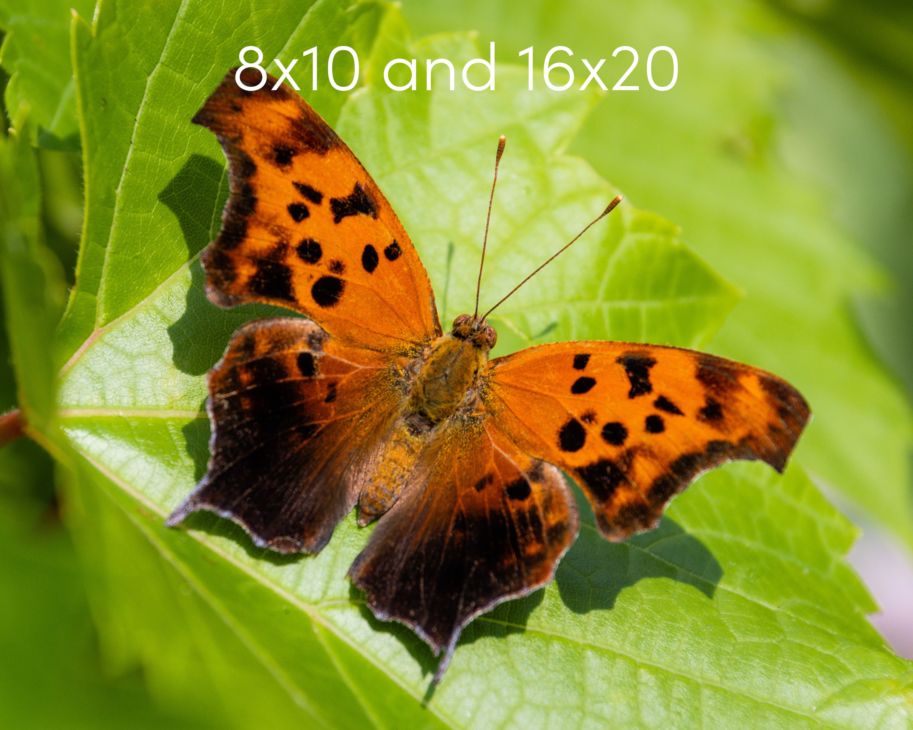 Photo Print of a Question Mark Butterfly, Butterfly Photography ...