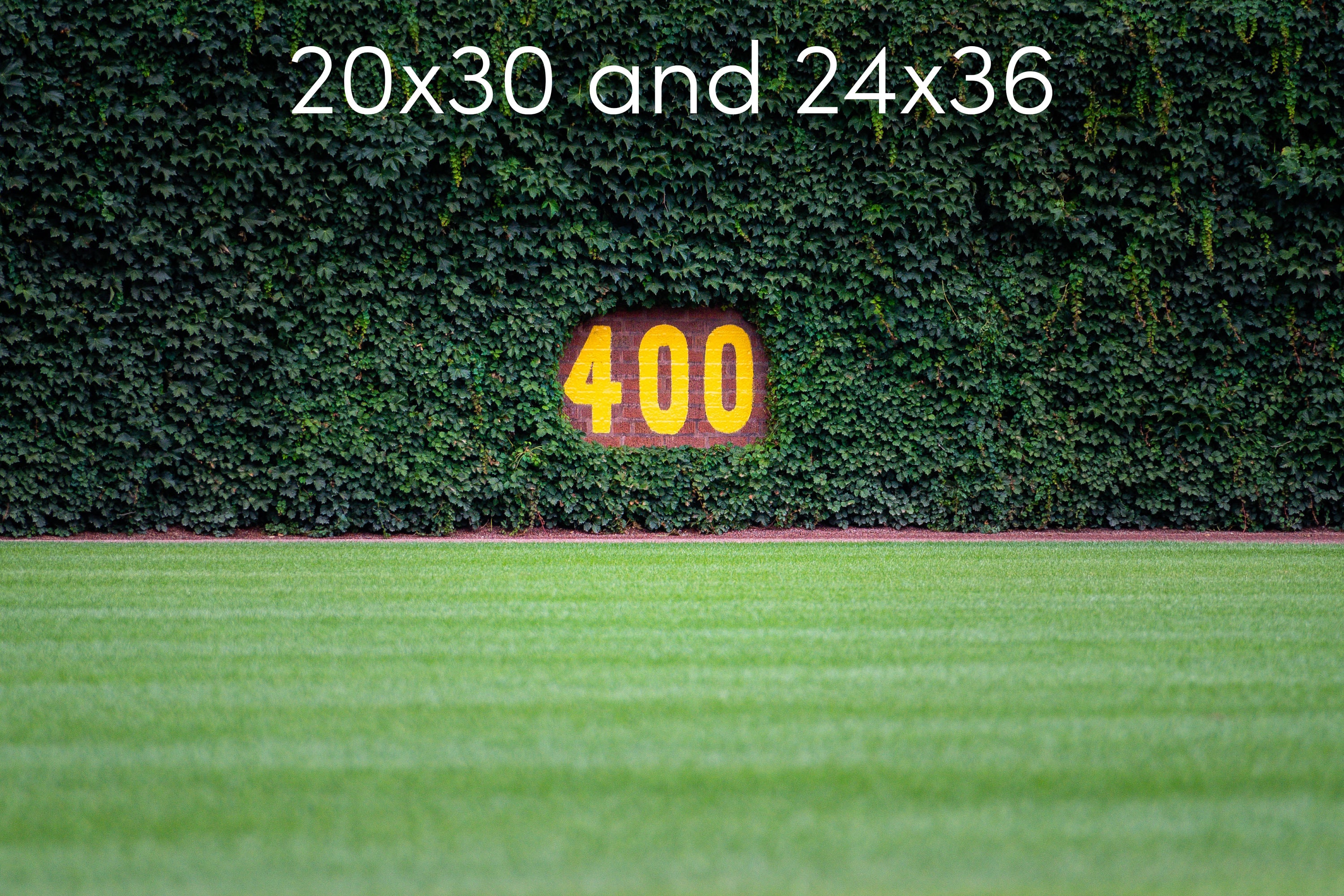 Wrigley Field Ivy History