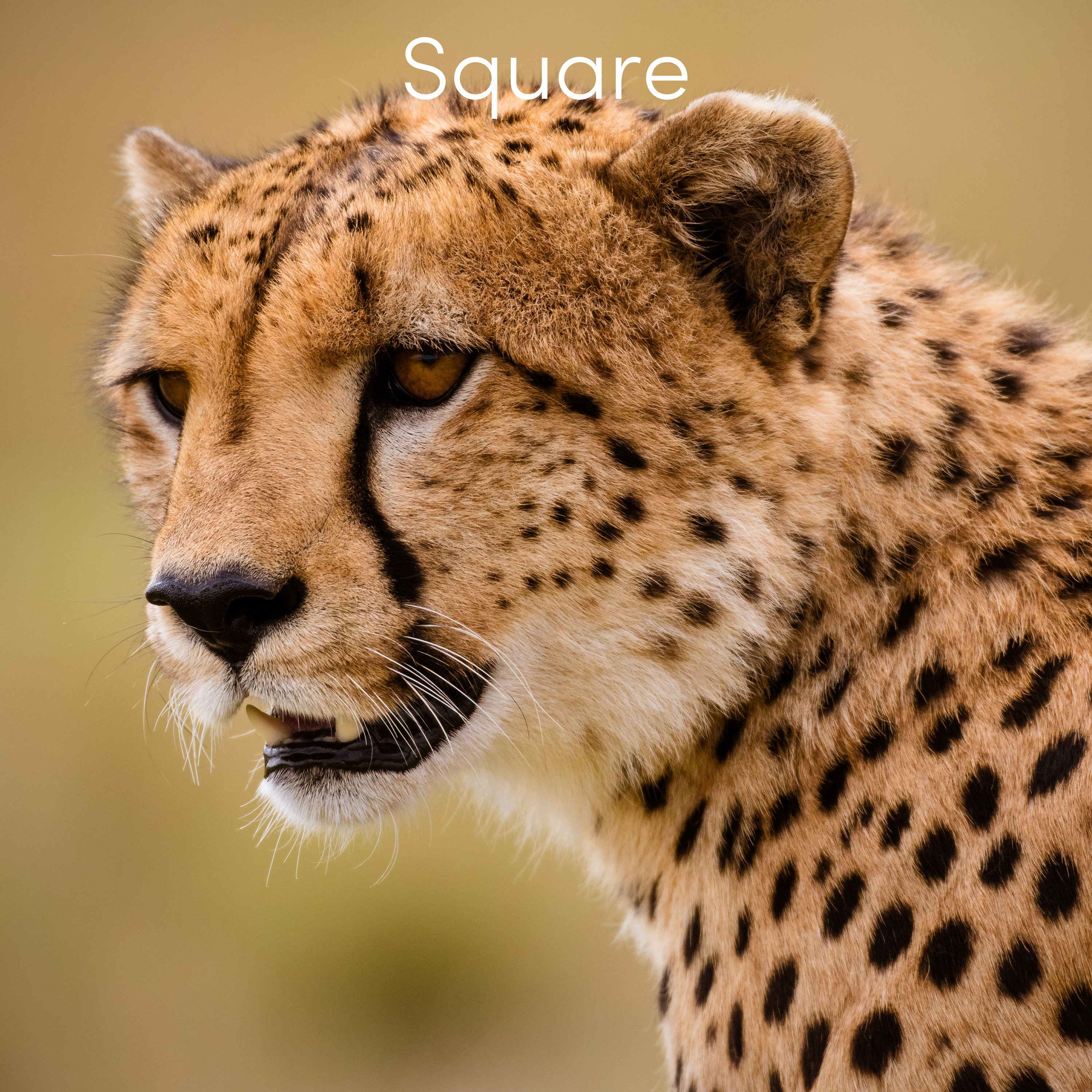 African Wildlife Photography Cheetah
