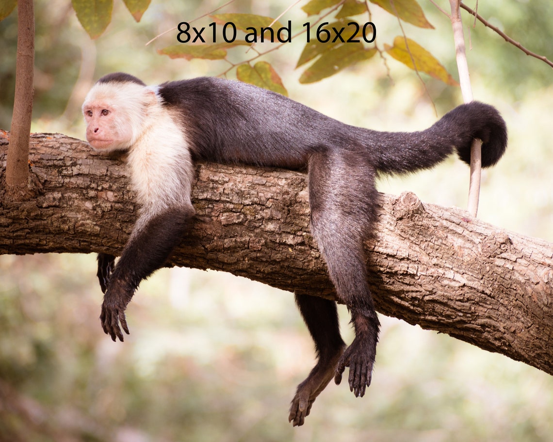 Monkey Photo Print, Wildlife Photography Wall Art, Available on Canvas ...