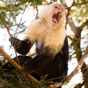 Monkey Photo Print, Wildlife Photography Prints, Available on Canvas ...