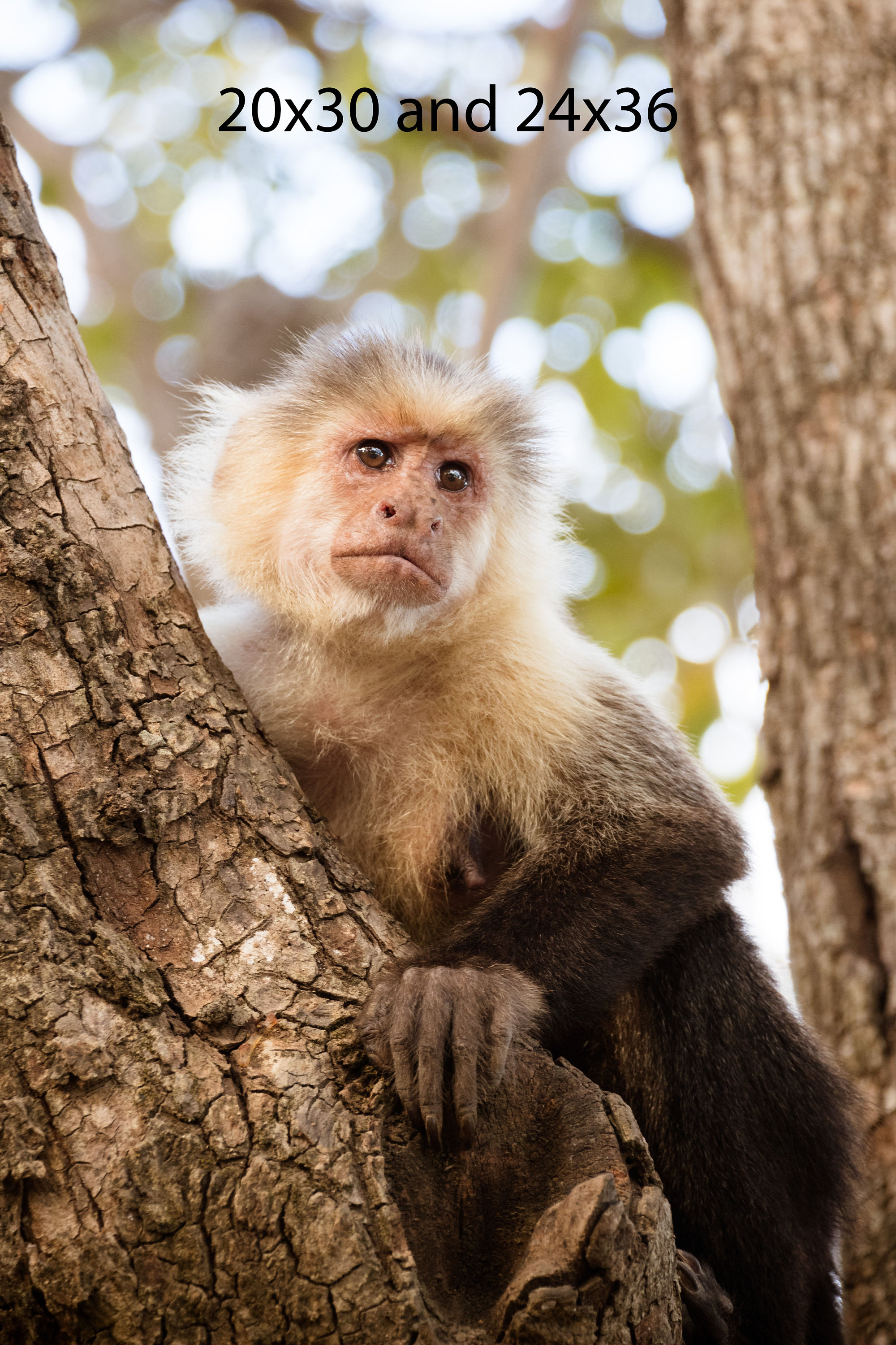 Monkey Photo Print Capuchin Monkey Photo Wildlife | Etsy