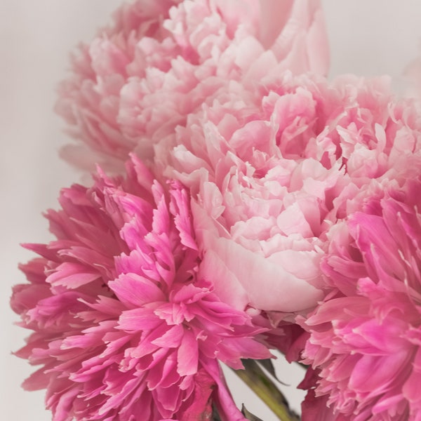 Peony Photography - Etsy