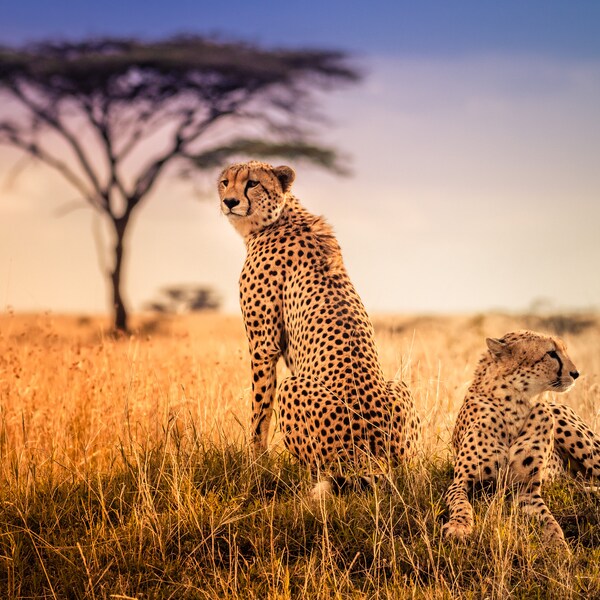 Cheetah Photography - Etsy