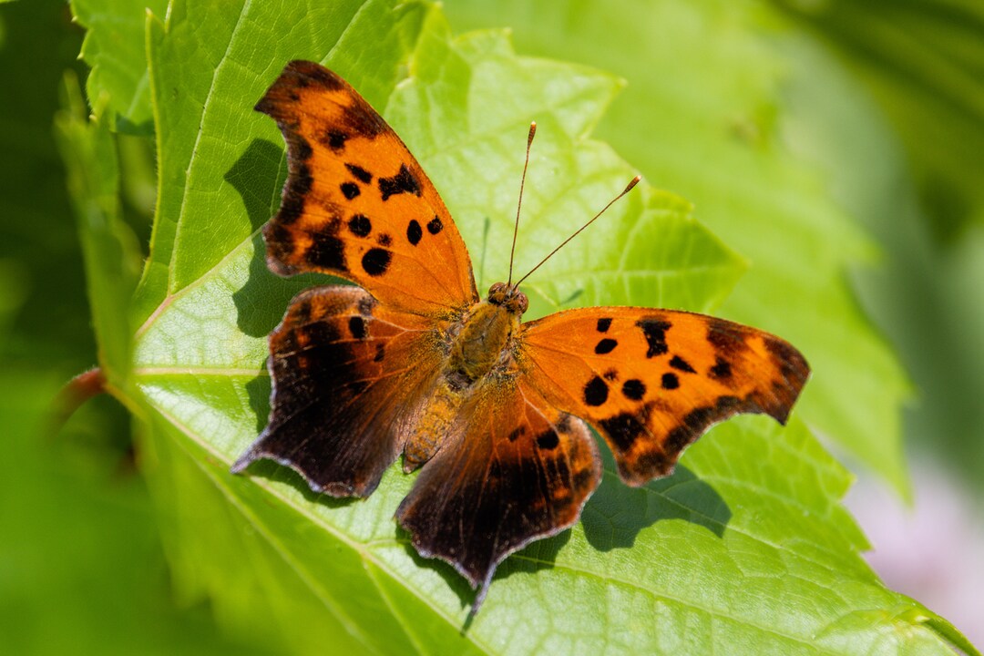 Photo Print of a Question Mark Butterfly, Butterfly Photography ...