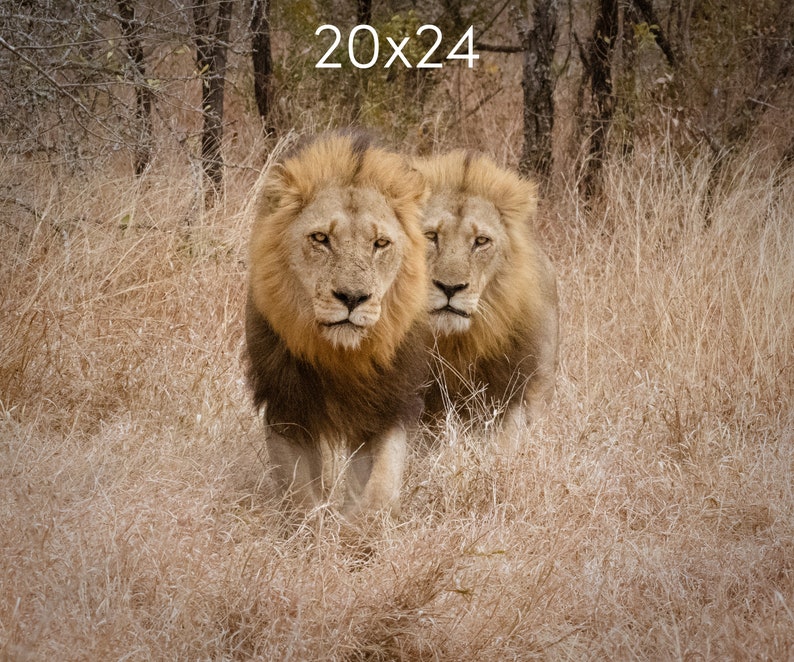 Lion Photography Print, Male Lion, Wildlife Photography Prints ...