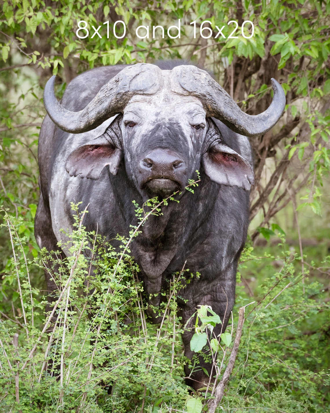 Cape Buffalo Photo Print, Buffalo Photography Print, Available on ...