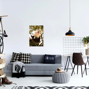 Monkey Photo Print, Wildlife Photography Prints, Available on Canvas ...