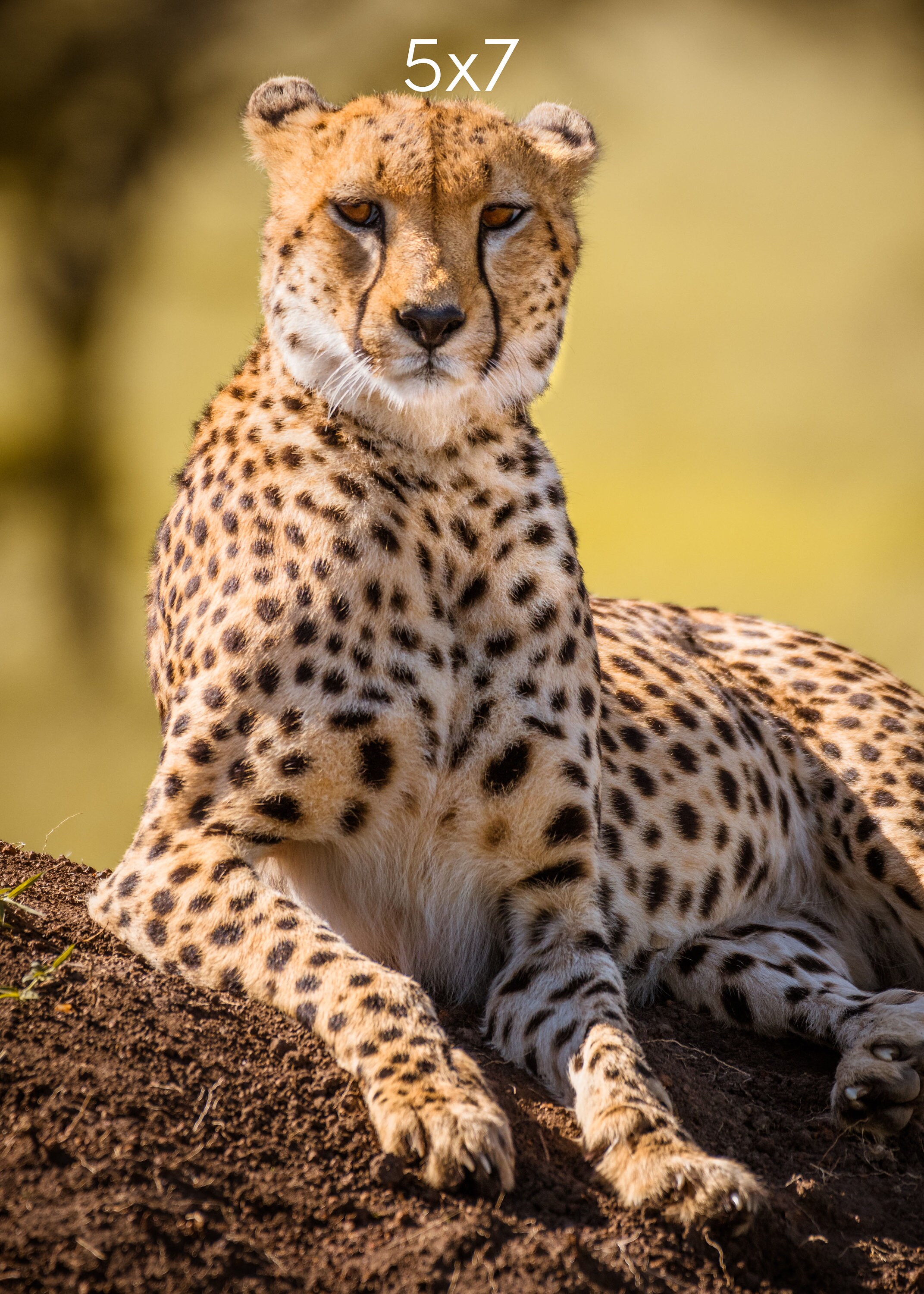 Cheetah Photography Print, Wildlife Photography, Available on Canvas ...