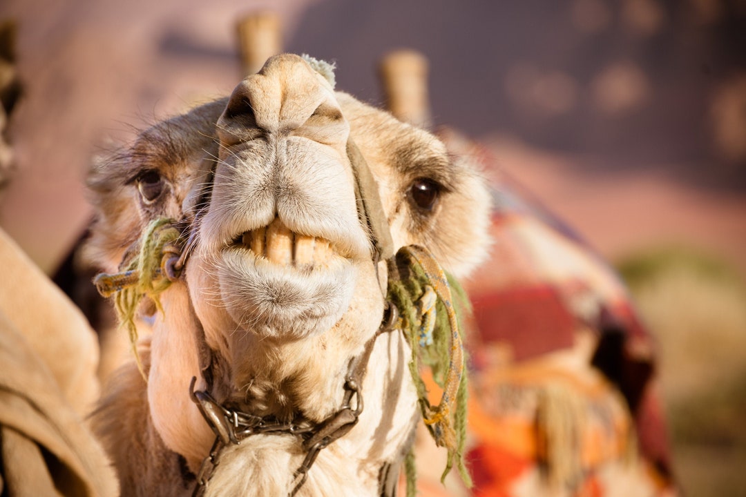 Camel Photography Print, Smiling Camel Photo, Available on Canvas and ...