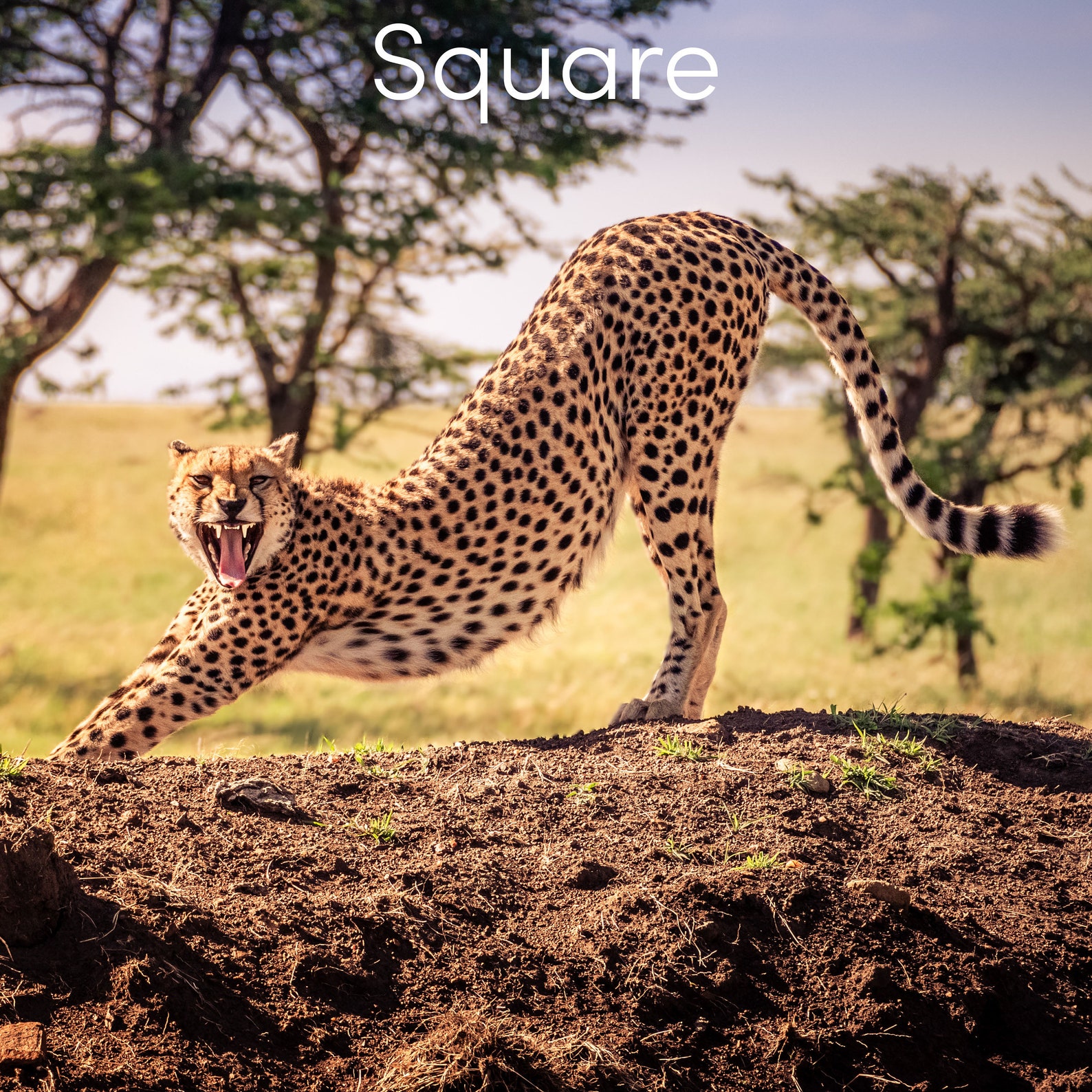Cheetah Photography Print, Stretching Cheetah Photo, Wildlife ...