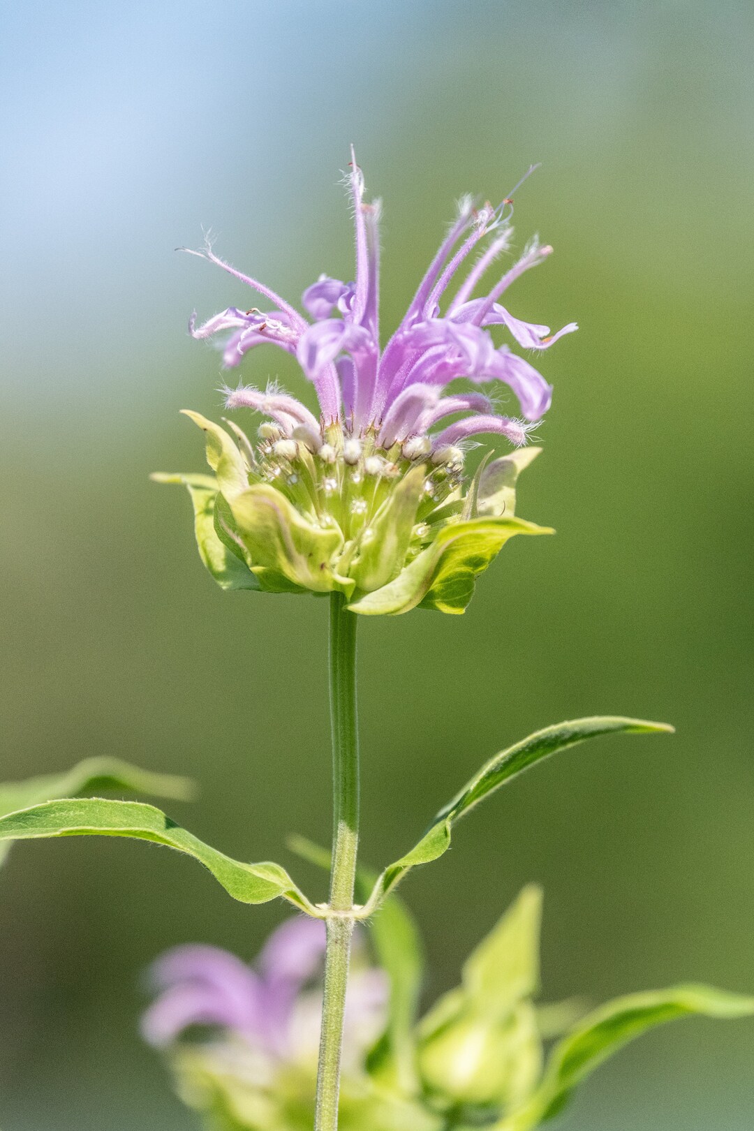 Flower Photography Prints Floral Wall Art Prints Purple - Etsy