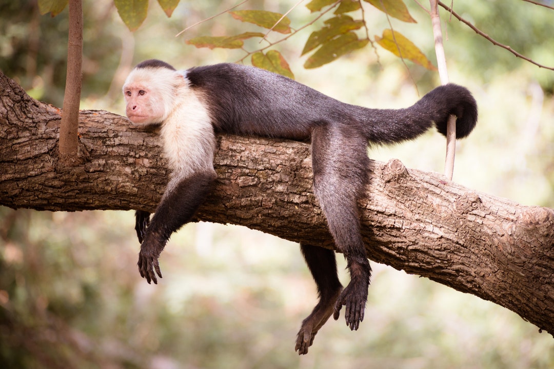 Monkey Photo Print, Wildlife Photography Wall Art, Available on Canvas ...