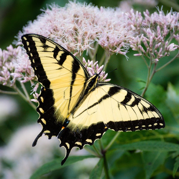 Swallowtail Plant - Etsy