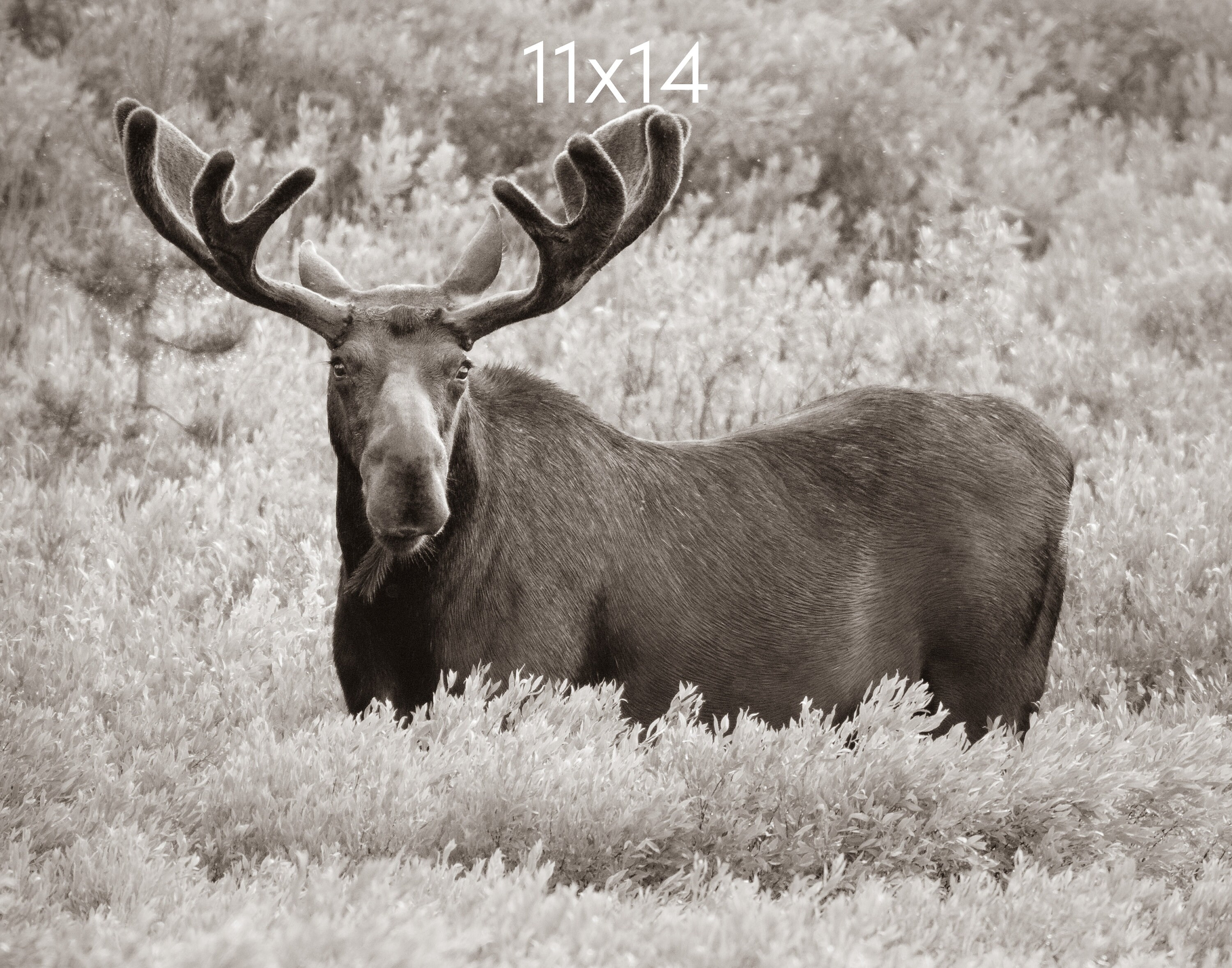 Drunk Moose Black And White
