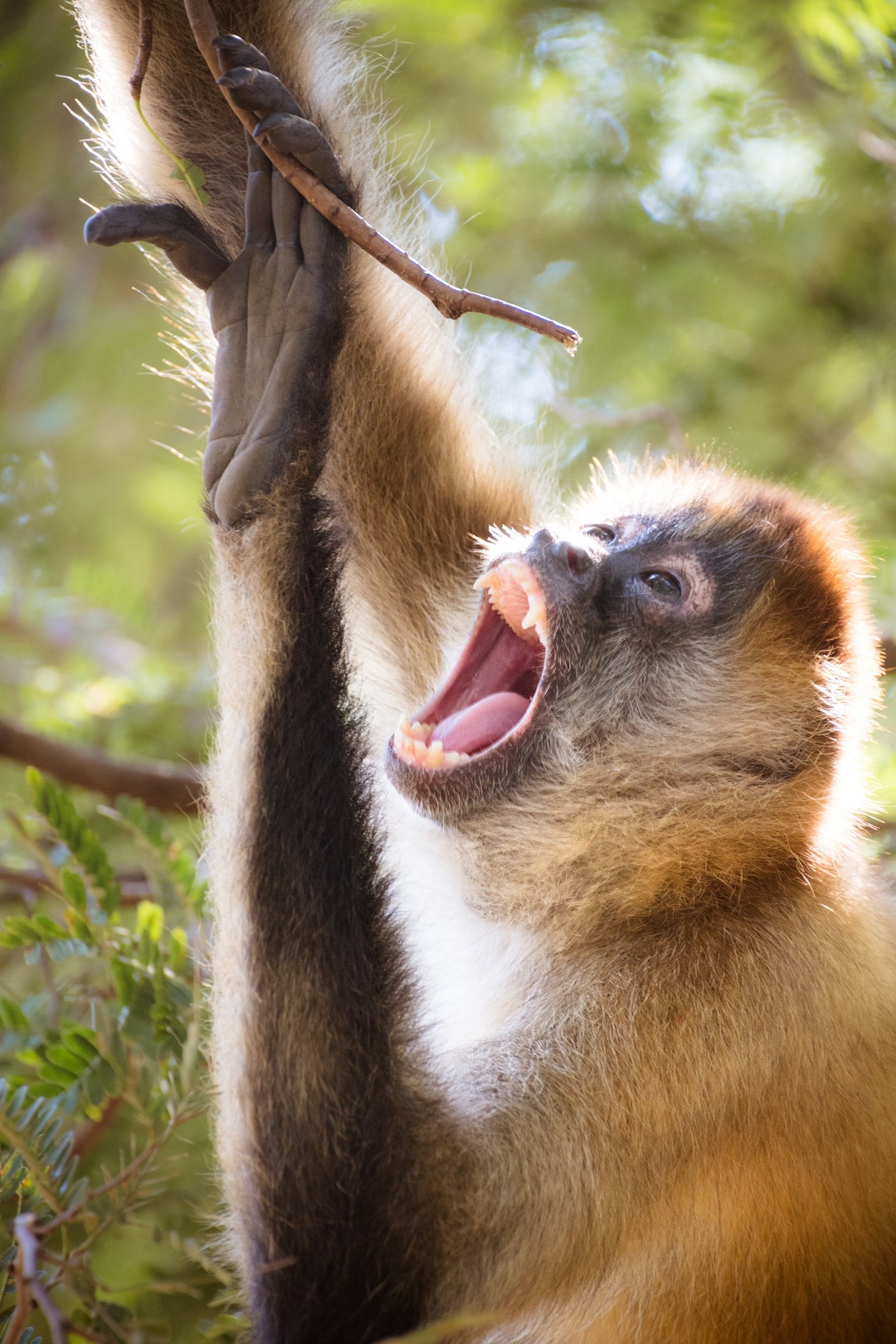 Monkey Photo Print, Wildlife Photography Print, Available on Canvas and ...