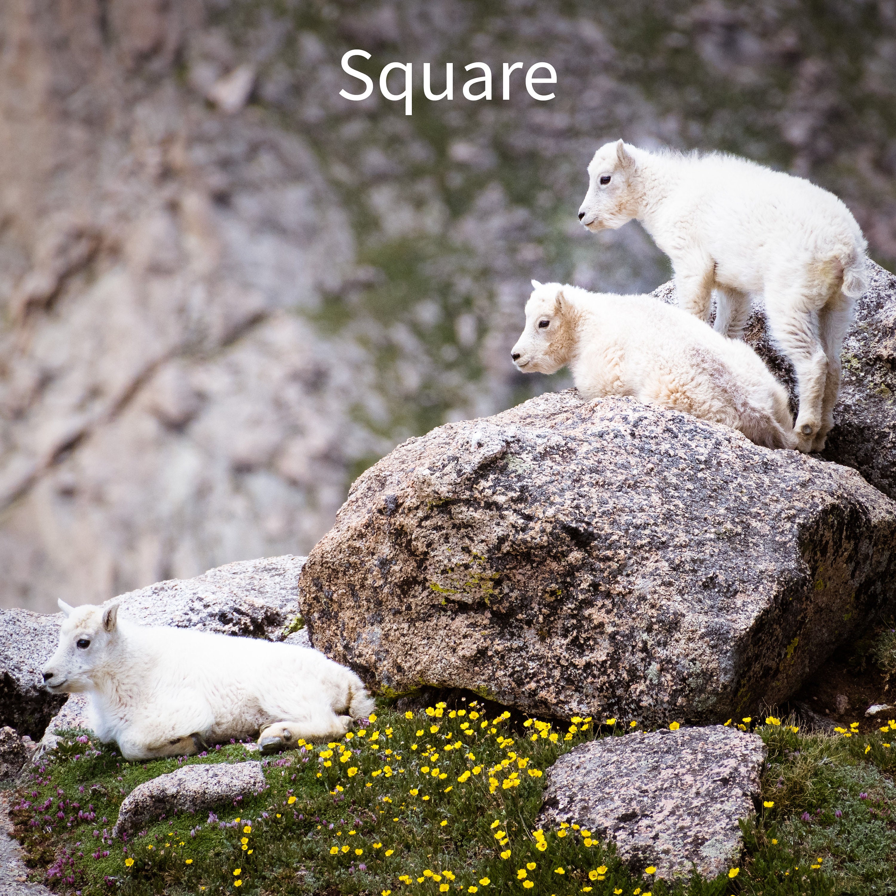 Baby Mountain Goat Climbing