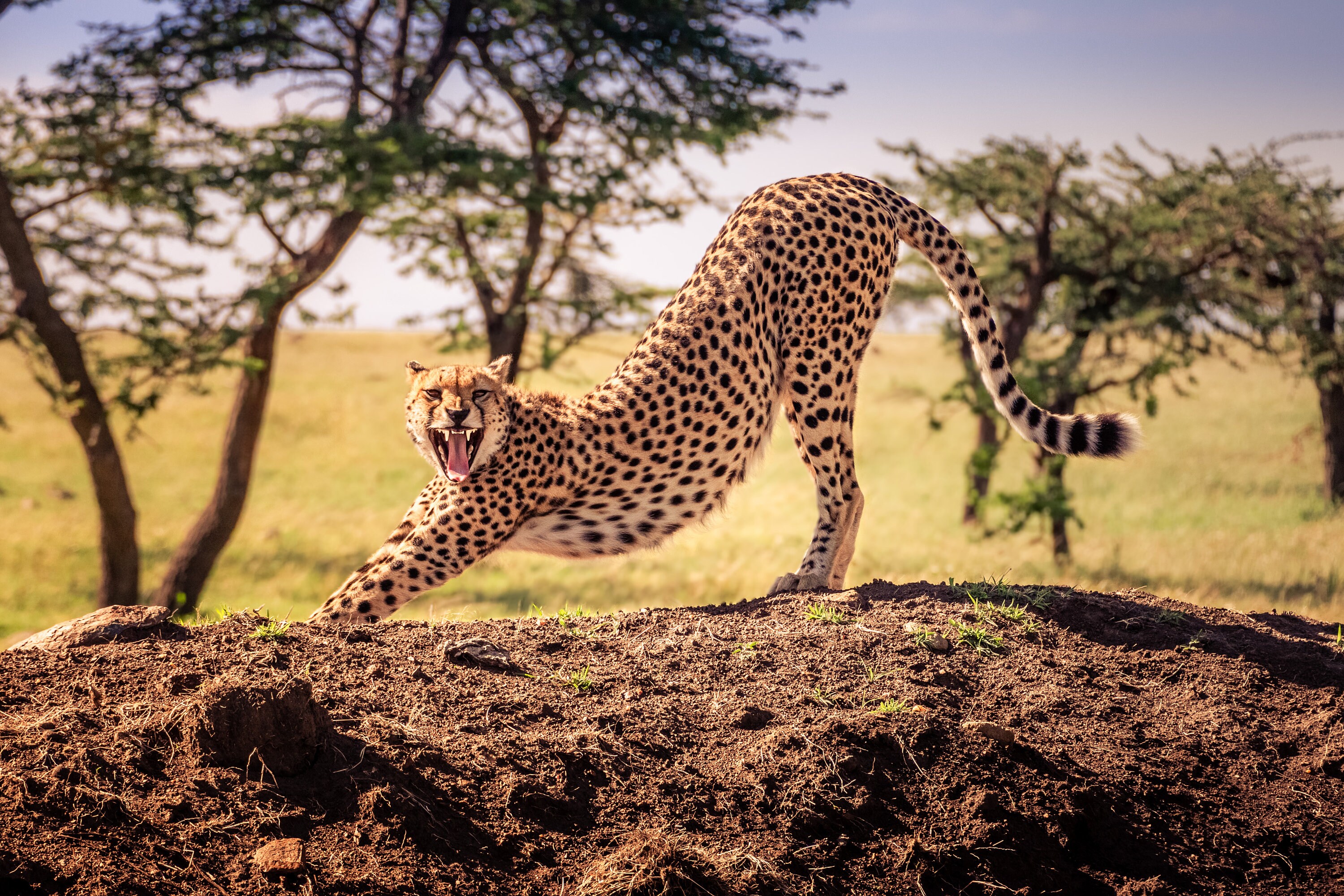 Cheetah Photography Print, Stretching Cheetah Photo, Wildlife ...