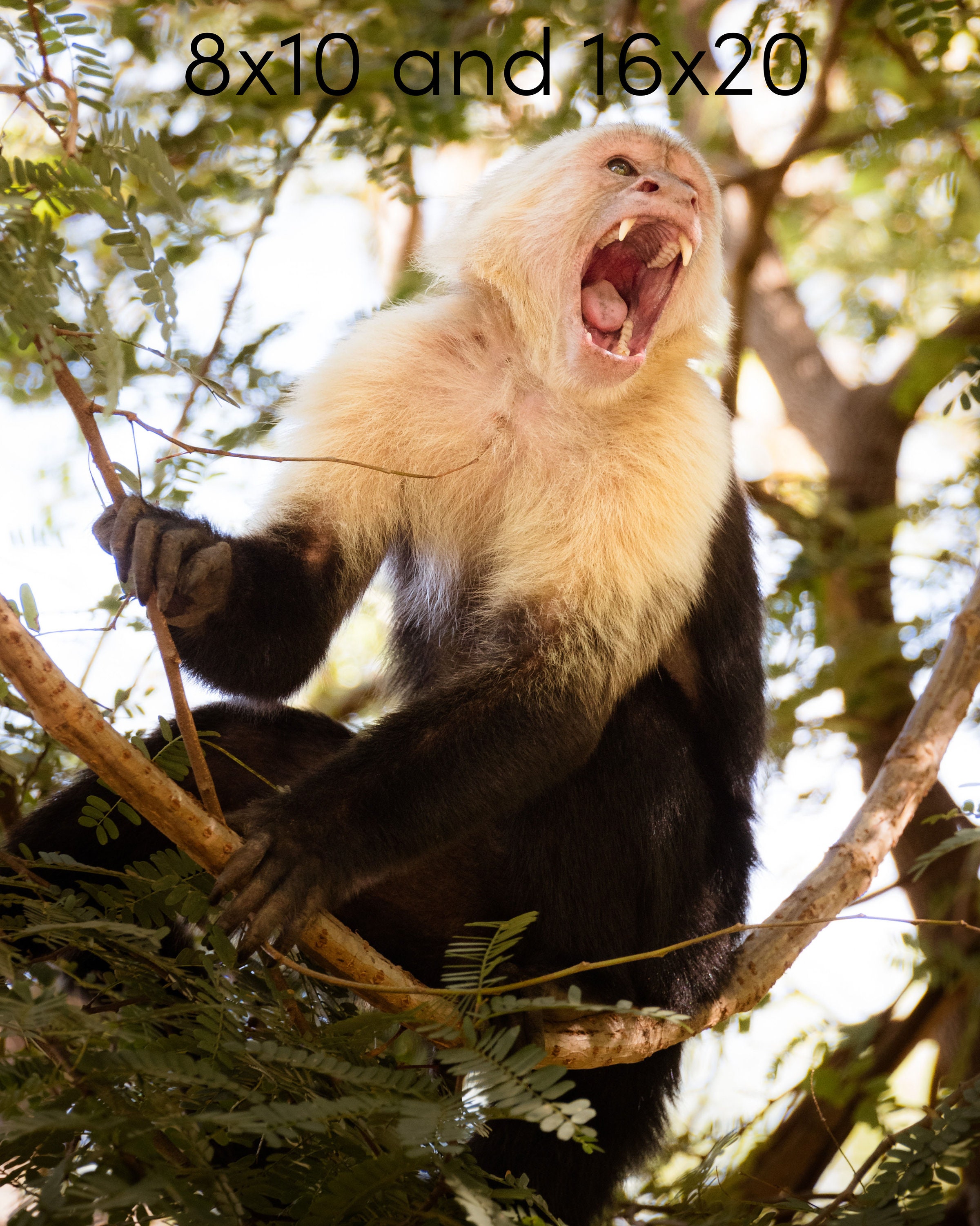 Monkey Photo Print, Wildlife Photography Prints, Available on Canvas ...