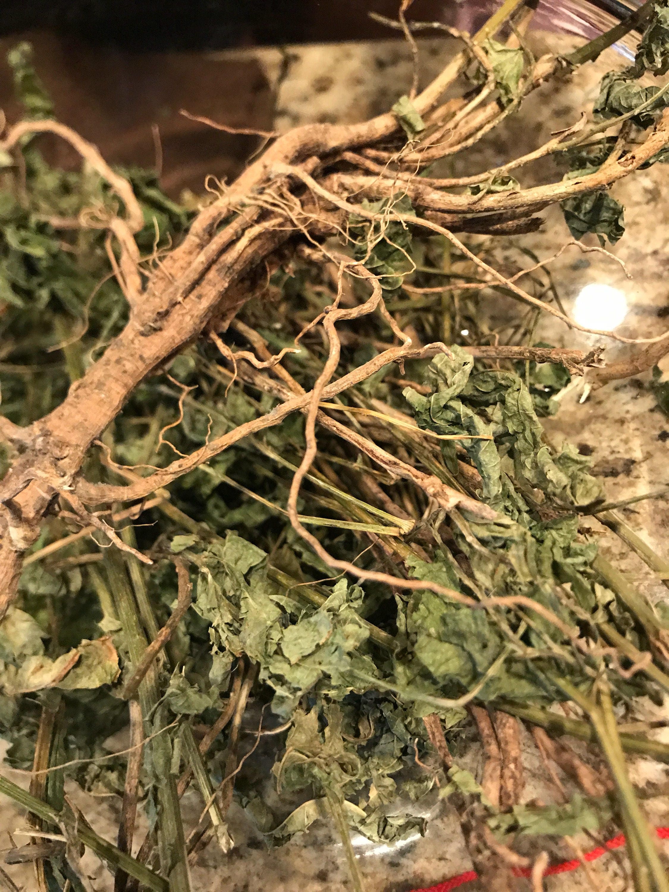 Guinea Hen Weed (anamu) - Etsy