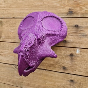 Protoceratops Head - Dinosaur Wall Art - 3D Printed - Etsy