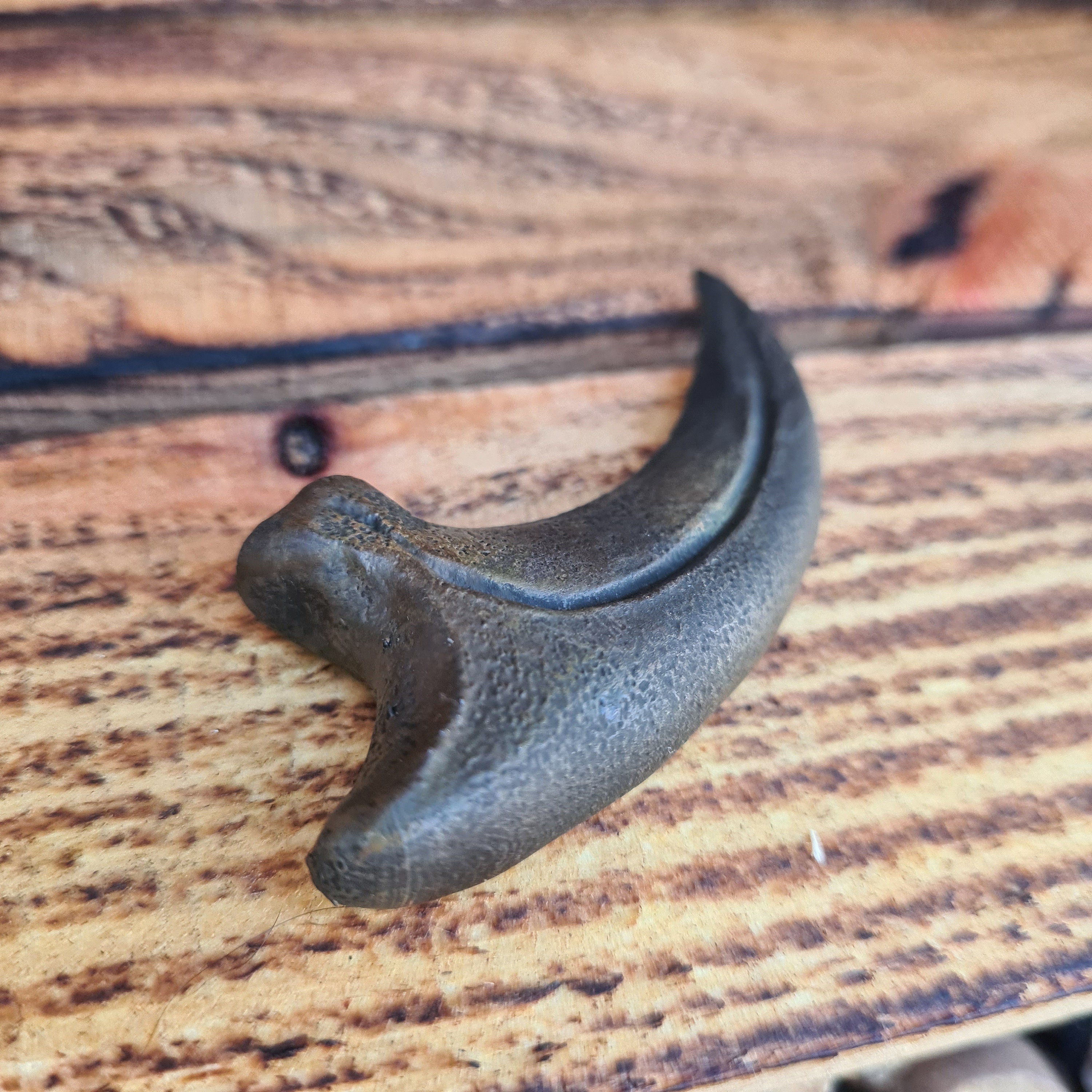 Velociraptor Front Claw Replica Dinosaur Art Resin Hand - Etsy