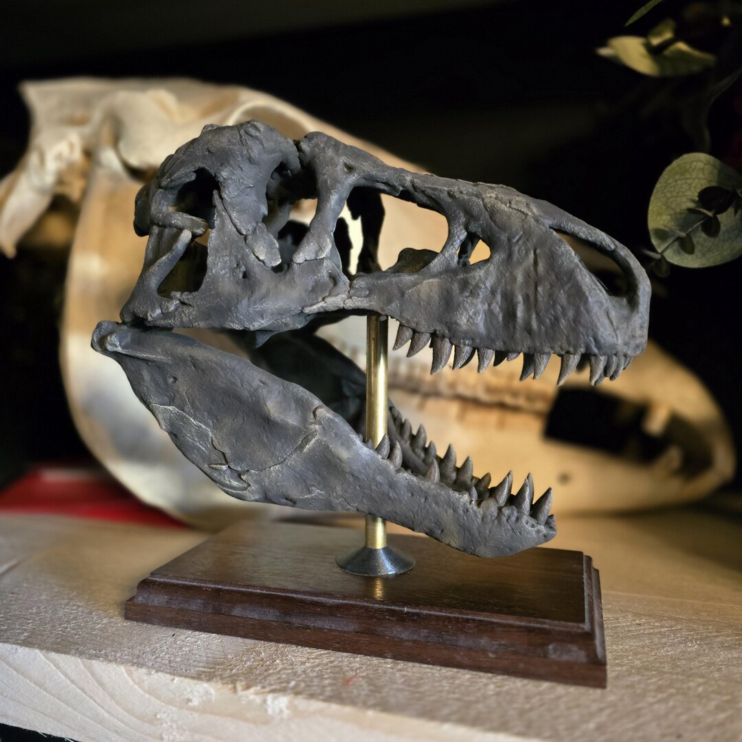 Tyrannosaurus Rex Skull Replica – Mounted Dinosaur Fossil Art - 3D ...