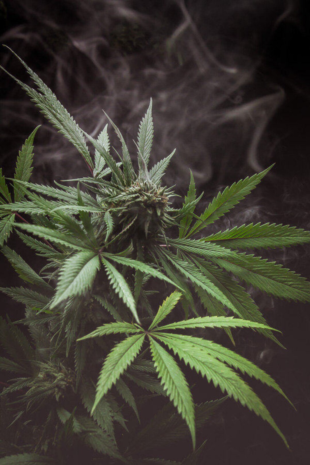 Gallery Print, Weed Photography, Cannabis Art, Marijuana Photograph ...