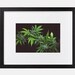 Gallery Print Cannabis Weed Stuff Ganja Print Marijuana | Etsy