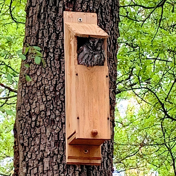 Barred Owl Nesting Box - Etsy