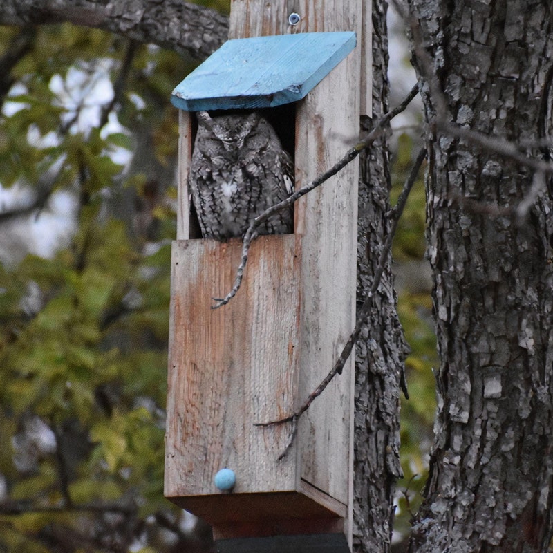Owl Box - Etsy