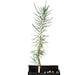 Treesagain Potted Pinyon Pine Tree Pinus Edulis 3 to 5 Inches - Etsy