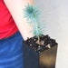 Treesagain Potted Pinyon Pine Tree Pinus Edulis 3 to 5 - Etsy