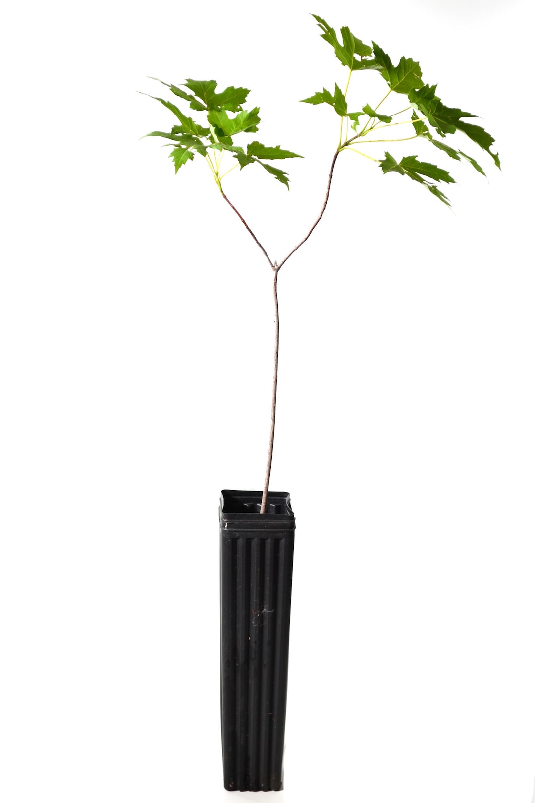 Treesagain Potted Silver Maple Tree - Acer Saccharinum - 24 to 36 ...
