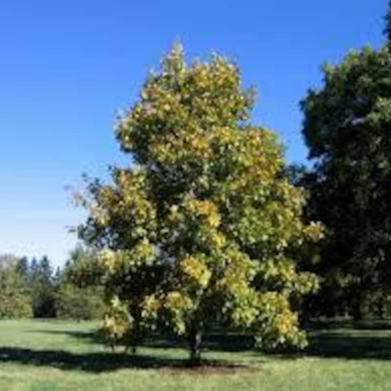 Hickory Tree - Etsy