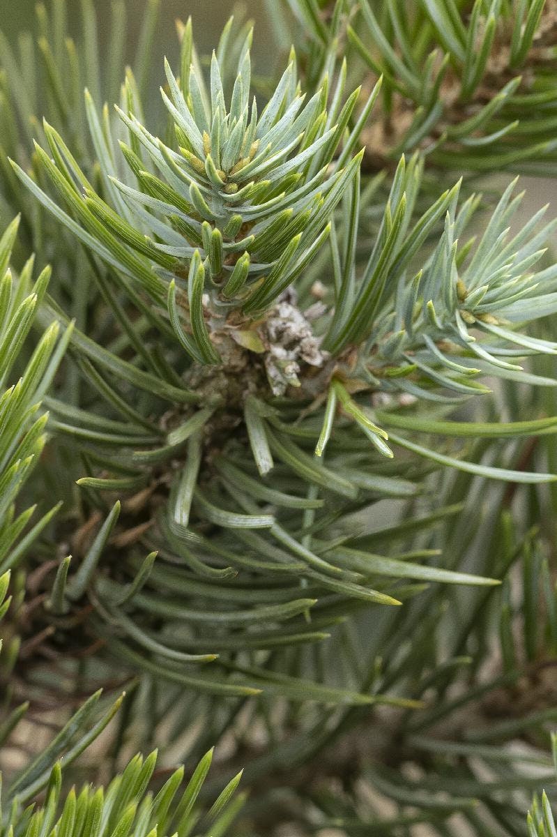 Pinyon Pine — Pinus Edulis — Starter Plugs / Pine / Hardy - Etsy