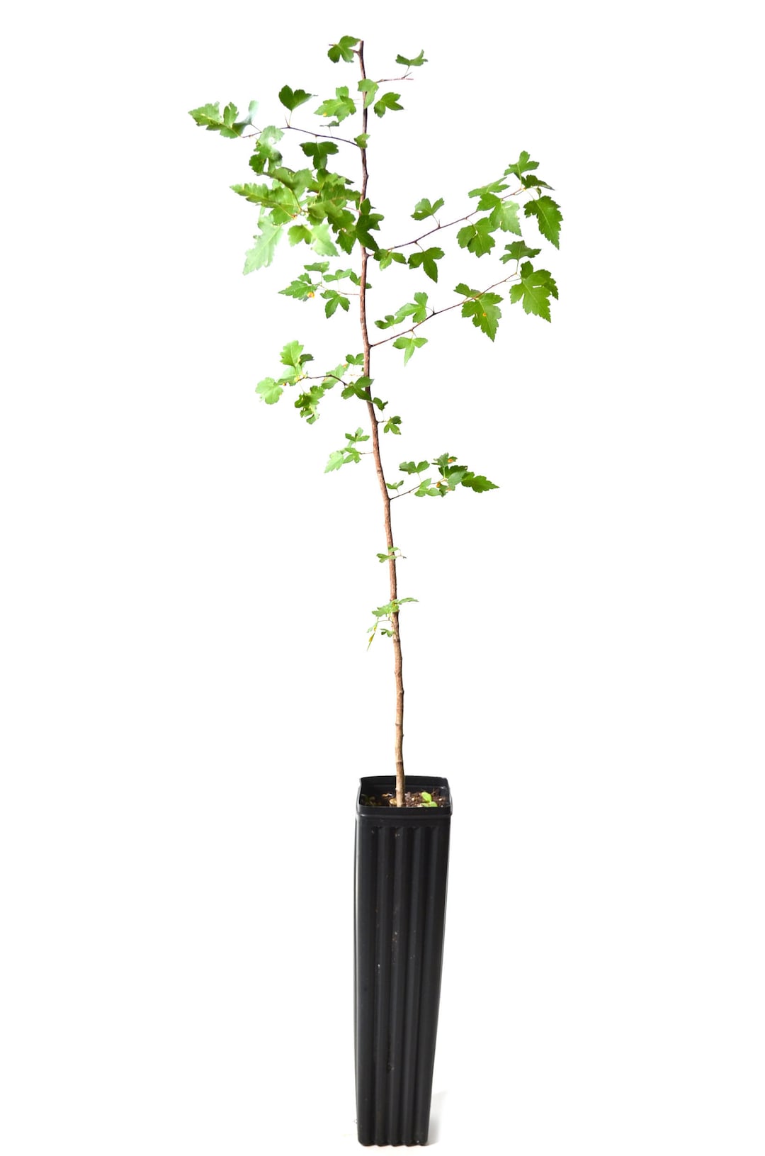 Treesagain Potted Washington Hawthorn Tree - Crataegus Phaenopyrum - 5 ...